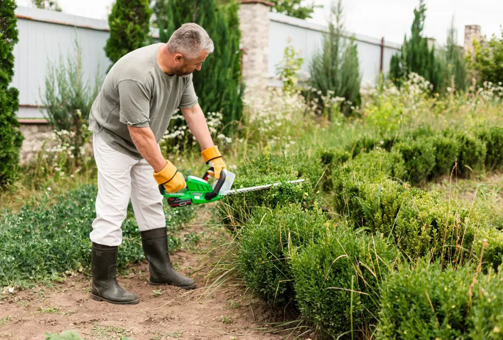 Hedge Trimming Auckland | Clean Bees